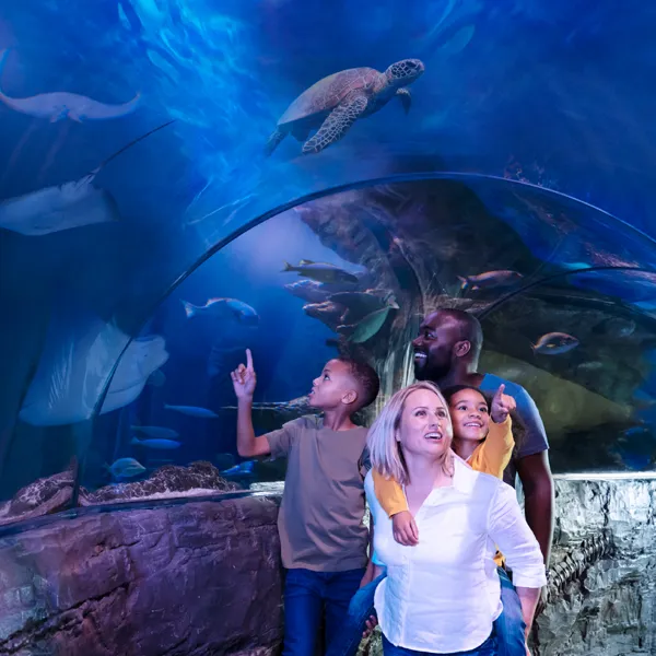 Top Kid's Attraction | LEGOLAND Discovery Center Dallas/ Fort Worth